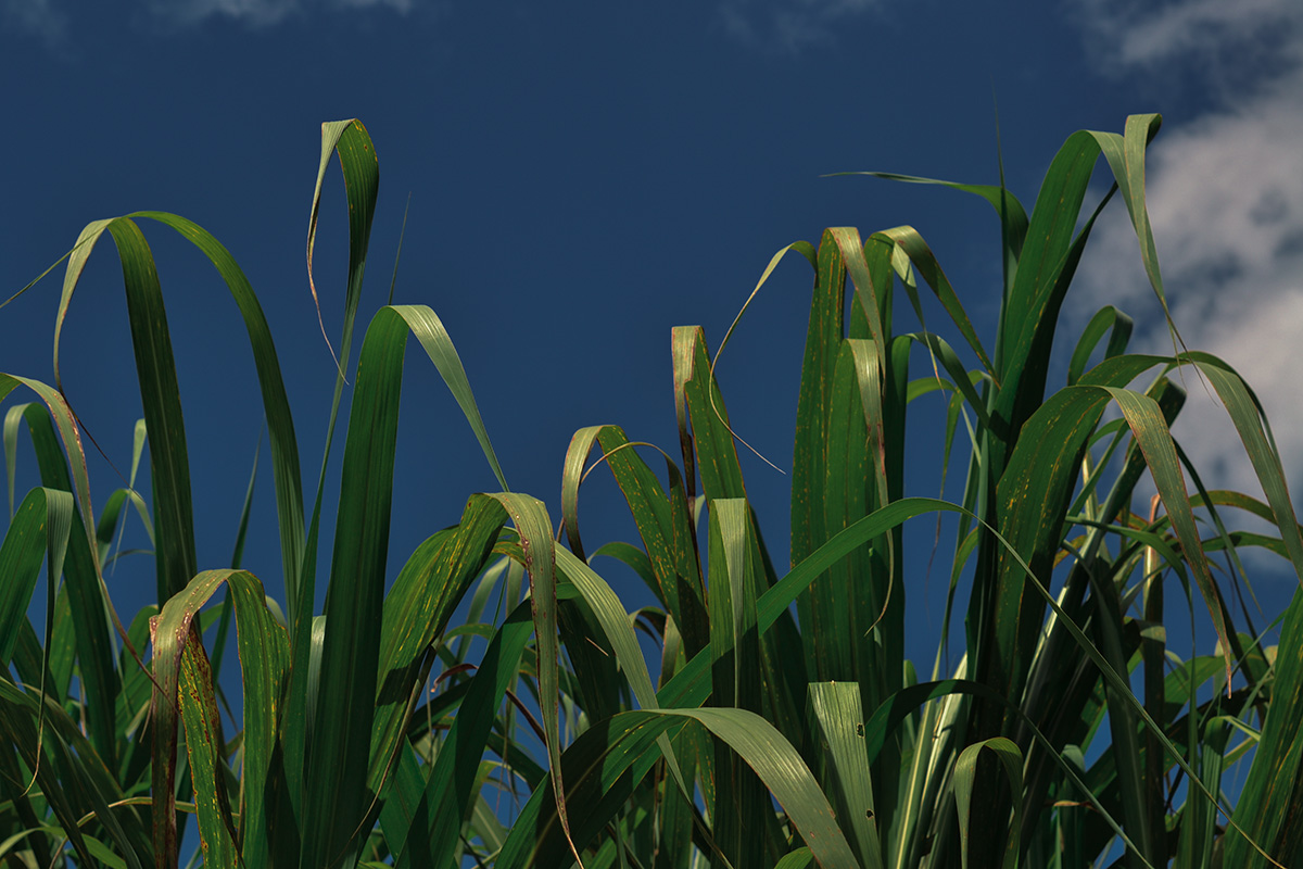 Organic Sugar – Natural Whole Cane Sugar | Costa Rica