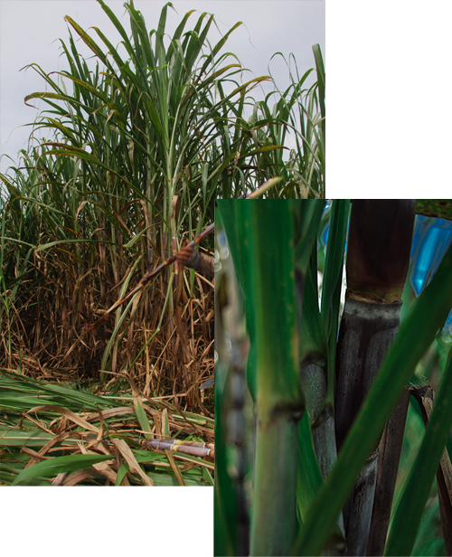 Organic Sugar – Natural Whole Cane Sugar | Costa Rica